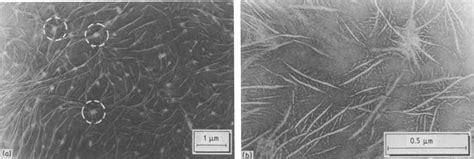 Transmission Electron Micrographs Of Ultrathin Sections Of Sample 2 Download Scientific