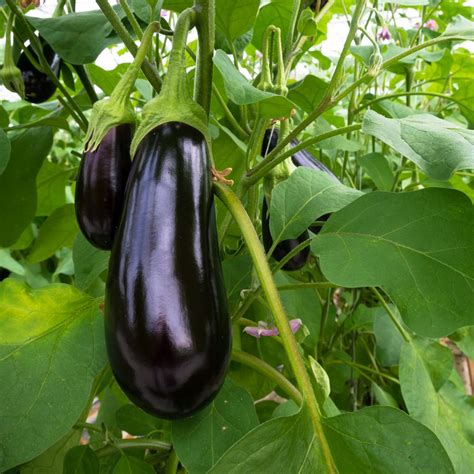 Eggplant Plant Temperature At Ava Soul Blog