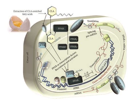 Molecular Aspects Of Cla Induced Accumulation Of Ppar Responsive