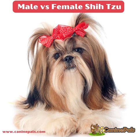 Male Vs Female Shih Tzu Which One Is Better And Why Canine Pals