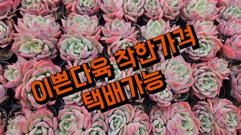 2023년 5월 19일 이쁜다육착한가격 택배가능 이천하은다육농장 010 5376 7527 Youtube