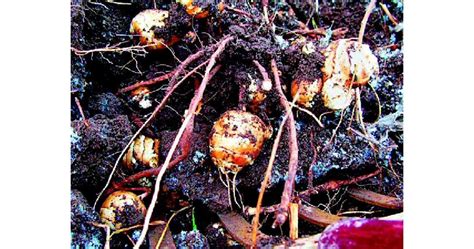 Кога се вади земната ябълка от почвата Български Фермер