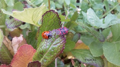 Ladybug And Stink Bug By Sajankc143 On Deviantart