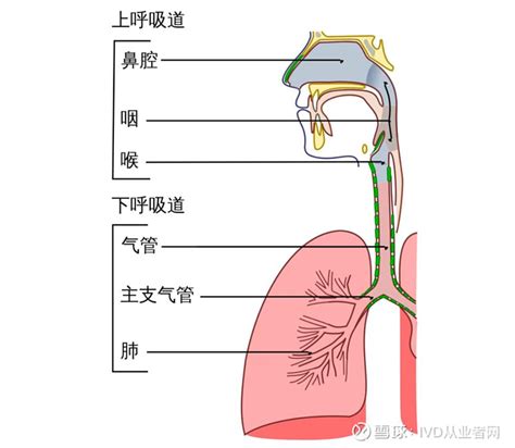 行业深度丨呼吸道病原体诊断行业发展概况 文章来源麦咖呼吸道病原体检测行业简介呼吸道感染是指病原体感染人体的鼻腔咽喉气管和支气管等呼吸系统