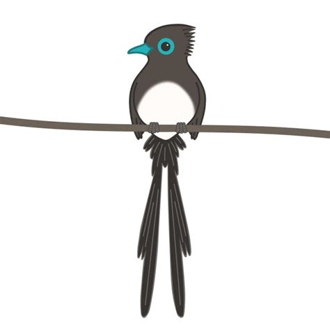 野鳥のイラスト（サンコウチョウ） 無料イラスト素材｜素材ラボ