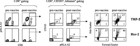 Cd8 Cd103 Phla Tum Cells Are Expanded Upon Vaccination In Ag Responsive Download Scientific