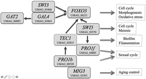 Network Scheme Of Key Transcription Factors Active During Basidiocarp