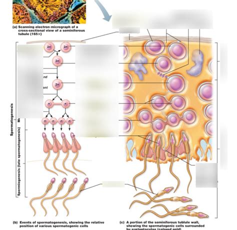 Biol 347 Lab 8 Diagram 4 Diagram Quizlet