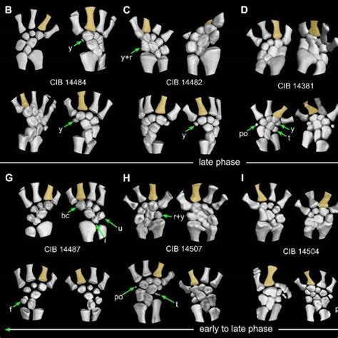 Fig S3 Morphology And Ossification Patterns Of The Carpals And