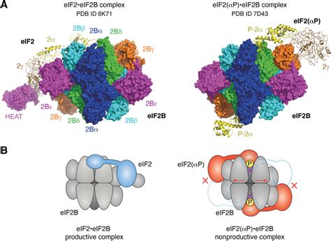 Protection Of Eif2b From Inhibitory Phosphorylated Eif2 A Viral Strategy To Maintain Mrna