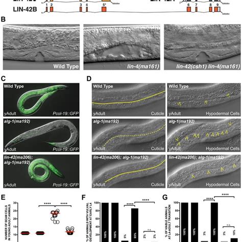 Lin 42 Controls The Output Of Lin 4 And Let 7 Transcription A Download Scientific Diagram