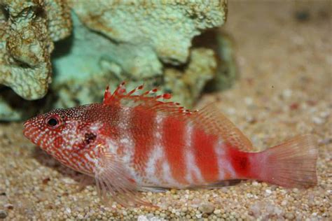 Hawkfish Absolutely Fish