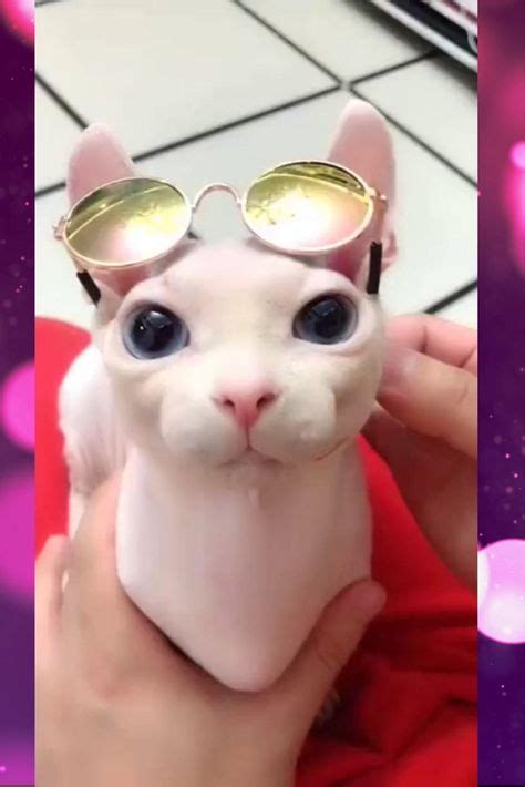 47 Bingus My Beloved Ideas Sphynx Cat Sphynx Beloved