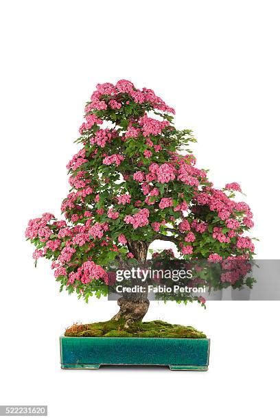Pink Bonsai Tree Photos And Premium High Res Pictures Getty Images