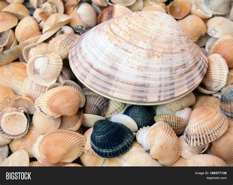 Big Sea Cockleshell Image And Photo Free Trial Bigstock