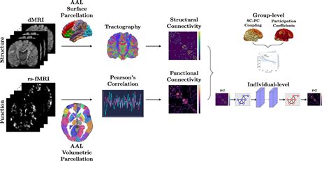 Figure 1 From Structural And Functional Connectome Relationships In
