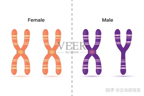 女性身体结构与男性有哪些显著差异？ 知乎