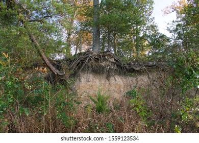 Water Erosion Exposed Tree Roots Stock Photo 1559123534 Shutterstock