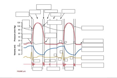 Exam 3 Left Ventricular Function Diagram Diagram Quizlet