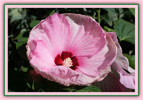 배경 화면 이파리 꽃들 애정 겨울 녹색 벚꽃 태양 꽃잎 캐나다 얼굴이 빨개지는 맑은 보케 틀 담홍색 행복 선명한 붉히다 따뜻한 온타리오