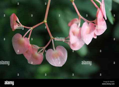 Cane Begonia Begonia Cultivar Flower Is A Flawless Beautiful Stunning Cultivated Plants