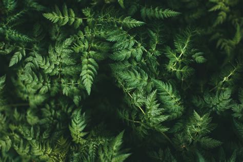 คลังภาพถ่ายฟรีของ กลางแจ้ง การศึกษาพืช การเจริญเติบโต คลอโรฟีลล์ คลุมดิน ความสงบ ความสด