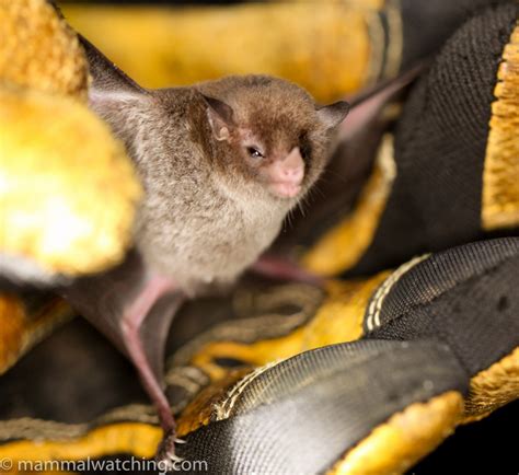 Puerto Rico Mammal Watching