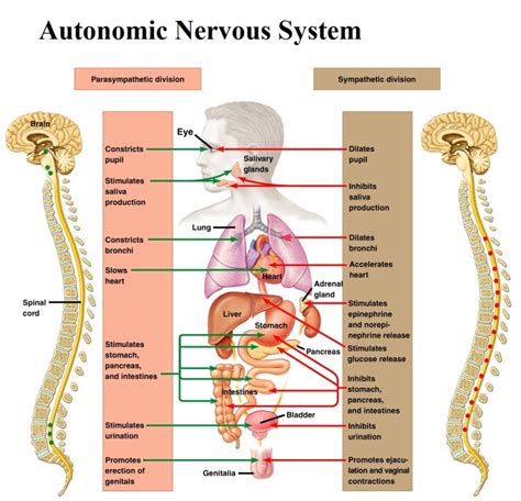 Autonomic Nervous System Karuna Yoga Vidya Peetham Bangalore