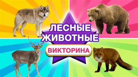 Викторина Дикие животные Кто живет в лесу развивающие мультики Монтессори для самых