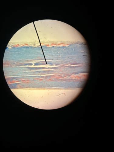 Biol 65 Lab Exam 2 Microscopes Flashcards Quizlet