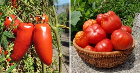11 Italian Tomato Varieties That Shape Regional Sauces Cook Clean Repeat
