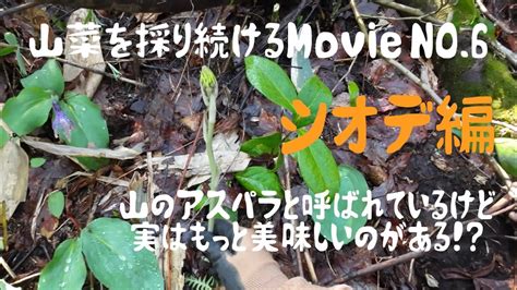 山菜を採り続けるMovieシオデ編 YouTube