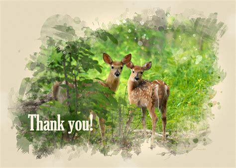 Whitetail Deer Fawns Thank You Card Mixed Media By Christina Rollo