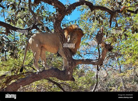 Lion In Fathala Wildlife Reserve Zoo In Senegal West Africa Stock