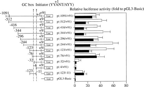Serial Deletion Mutant Analysis Of The Blt1 Promoter Promoter