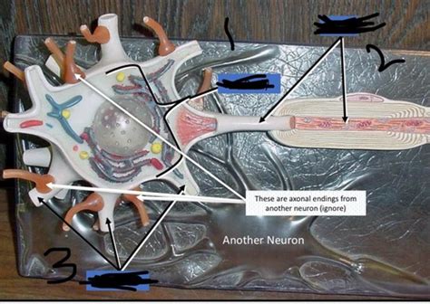 Neuron Lab Study Flashcards Quizlet