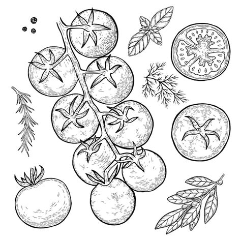 Premium Vector Hand Drawn Tomato Set Sketches With Cut Tomato Slice