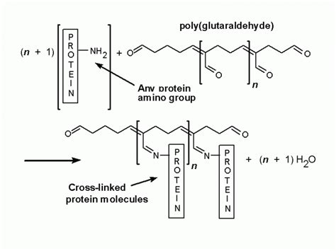 Formaldehyde Formalin Paraformaldehyde And Glutaraldehyde What They