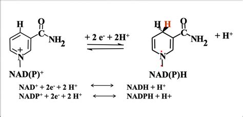 Adenosine Containing Cofactors Bioc2580 Introduction To Biochemistry
