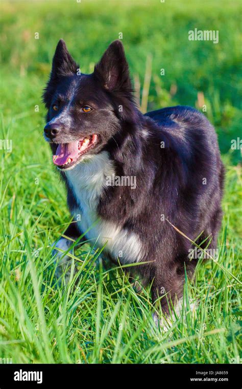 Portrait Meadow Grass Lawn Green Lucky Luck Emotions Animal