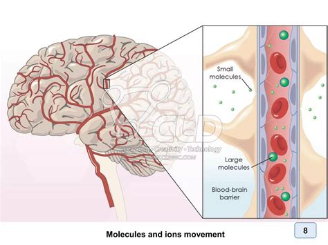 CSF Processing In Medical Laboratory 01 PDF