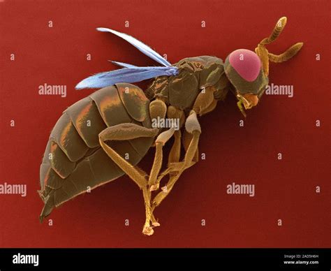 Coloured Scanning Electron Micrograph Sem Of Male Parasitic Wasp