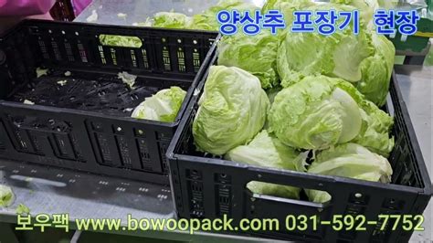 양상추 포장기 원형포장기 야채 포장기현장에서 우리의 식탁으로신선식품 포장 Youtube