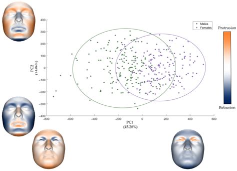 How Sex Shapes Facial Morphology In Adults A 3d Geometric Morphometric