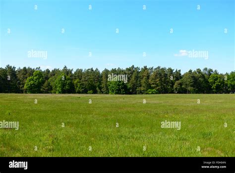 Treeline Behind A Summer Field Stock Photo Alamy