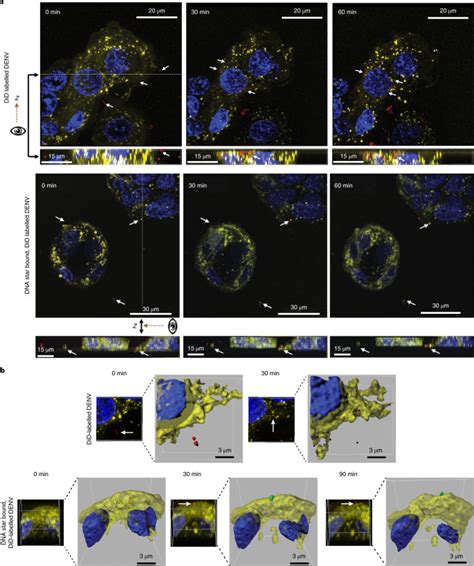 Designer Dna Architecture Offers Precise And Multivalent Spatial Pattern Recognition For Viral