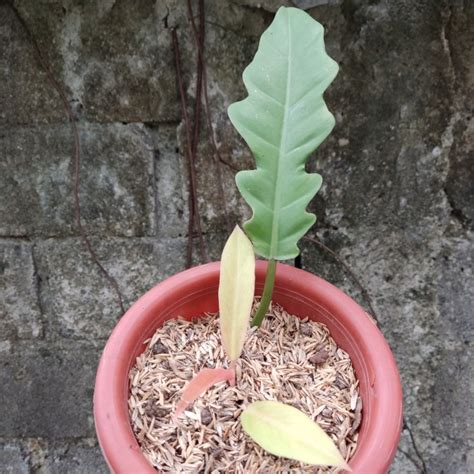 Jual Philodendron Golden Saw Golden Saw Philo Golden Saw Real Pic