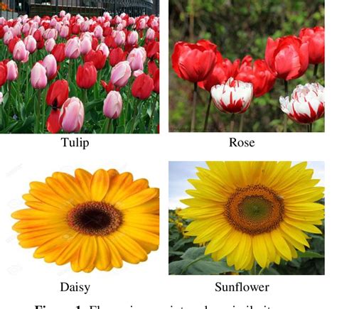 Figure 10 From A Hybrid Methodology For Flower Images Segmentation