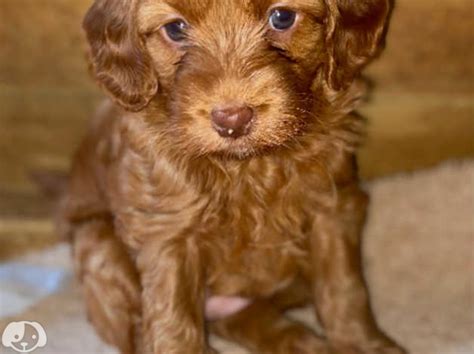 Gorgeous Deep Red F1 Miniature Cockapoo Puppies In Newark Ng22 On