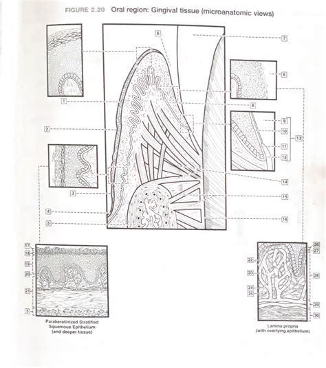 Oral Region Gingival Tissue Diagram Quizlet
